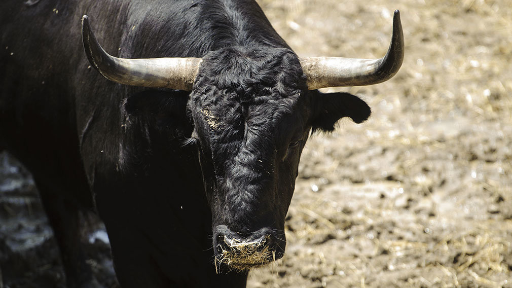 Los toros de Victoriano del Río correrán el encierro del 12 de julio ...