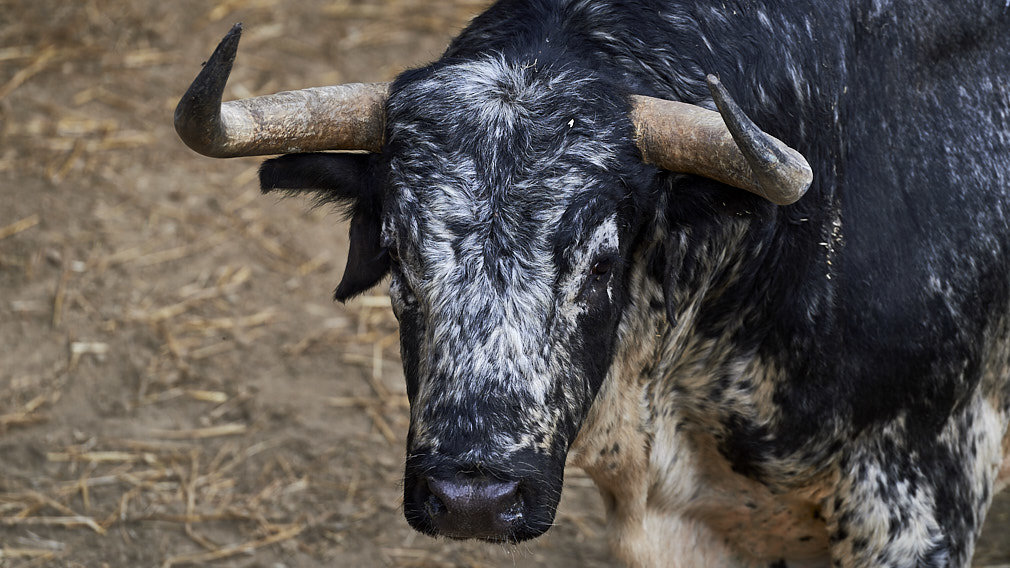 Capas variadas y pitones astifinos: los toros de Cebada Gago para el 8 ...