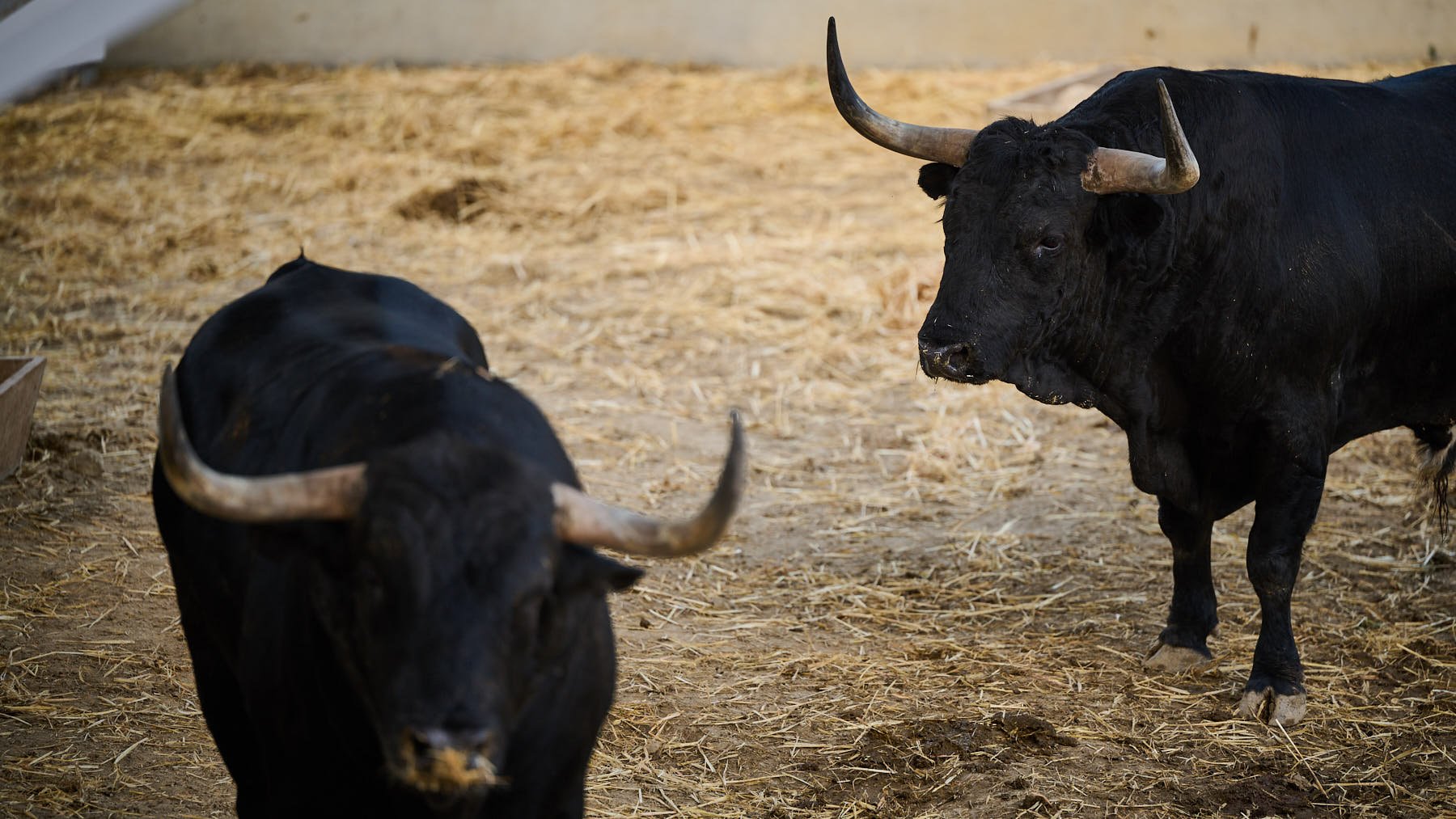 Impacto de los toros de Victoriano del Río en los corrales del Gas: las ...