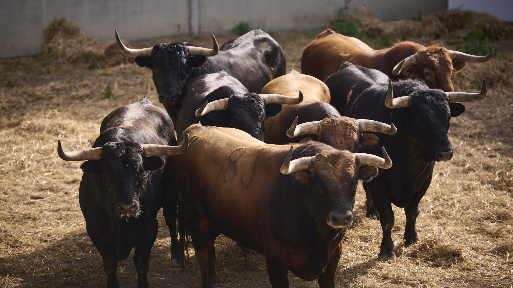 Los toros de La Palmosilla para San Fermín: uno a uno en el Gas para el ...