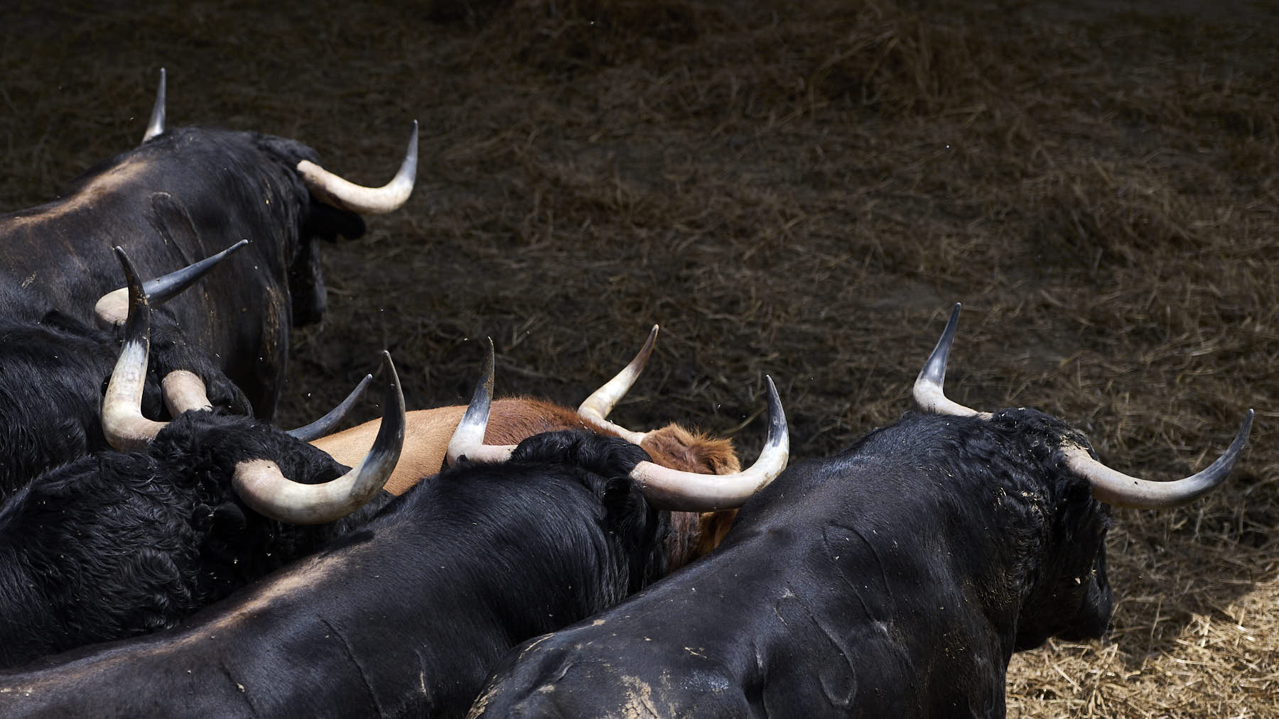 Los toros de Domingo Hernández para San Fermín 2024, uno a uno en los ...