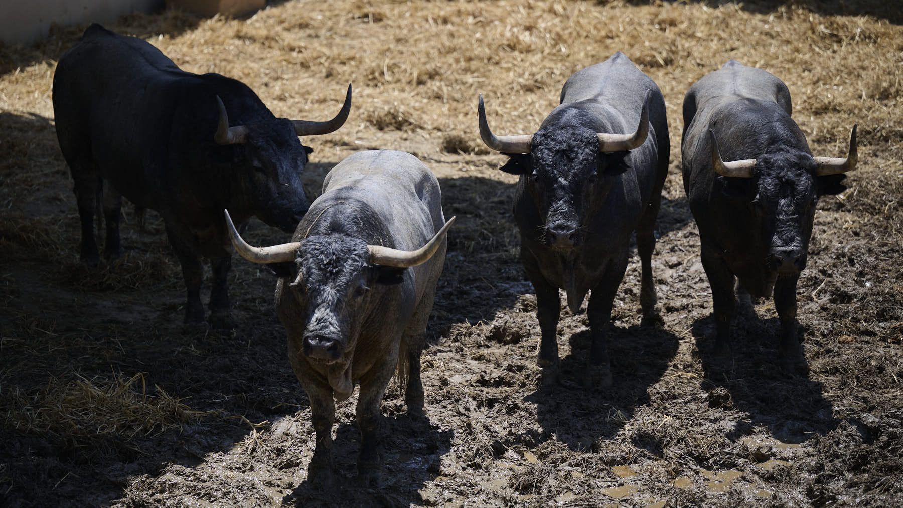 San Fermín 2025| Los toros de José Escolar para el encierro del 12 de ...