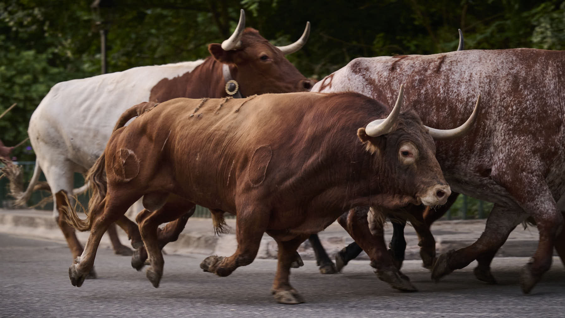 FOTOS | Los toros de Victoriano del Río prometen: así corrieron el ...