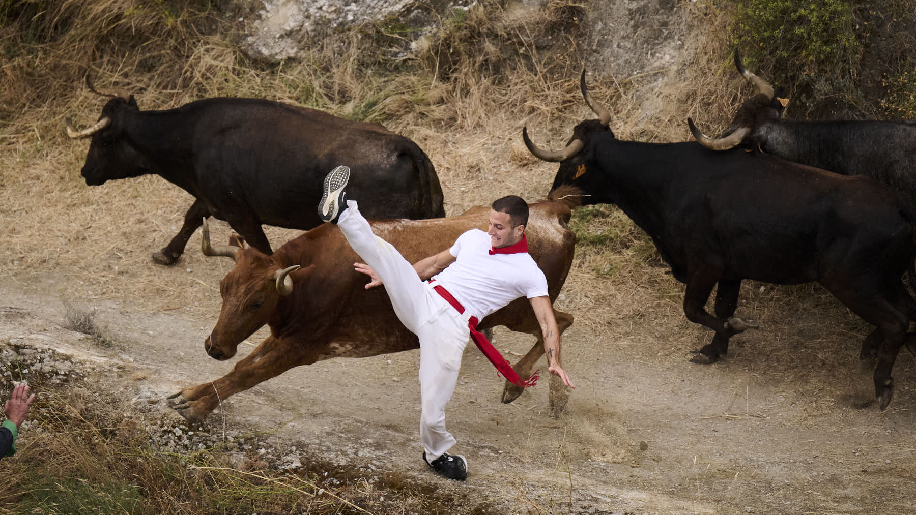 Fotos del tercer encierro del Pilón con vacas de Teodoro Vergara ...